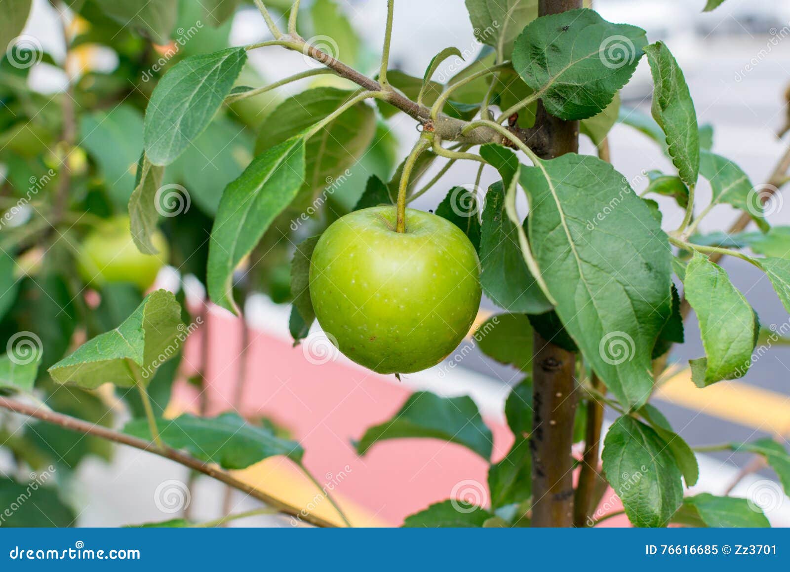 Green apple on tree stock image. Image of outdoors, apple - 76616685