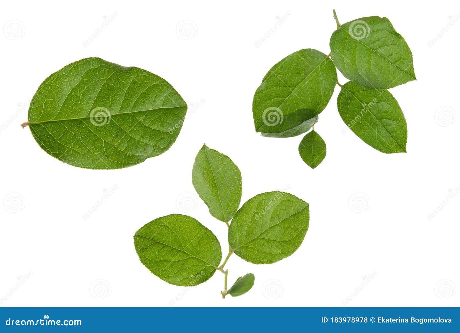 Green Apple Tree Leaves Isolated on a White Background Stock Photo ...
