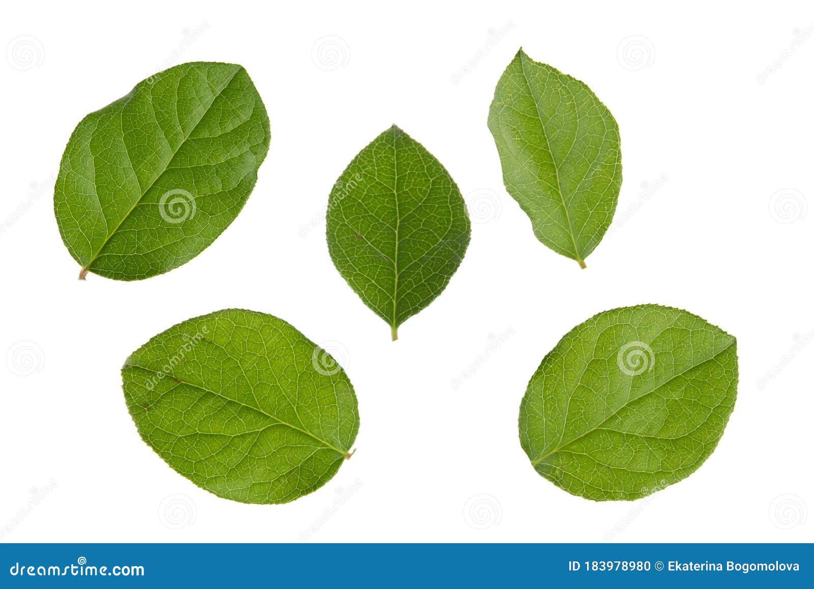 Green Apple Tree Leaves Isolated on a White Background Stock Photo ...