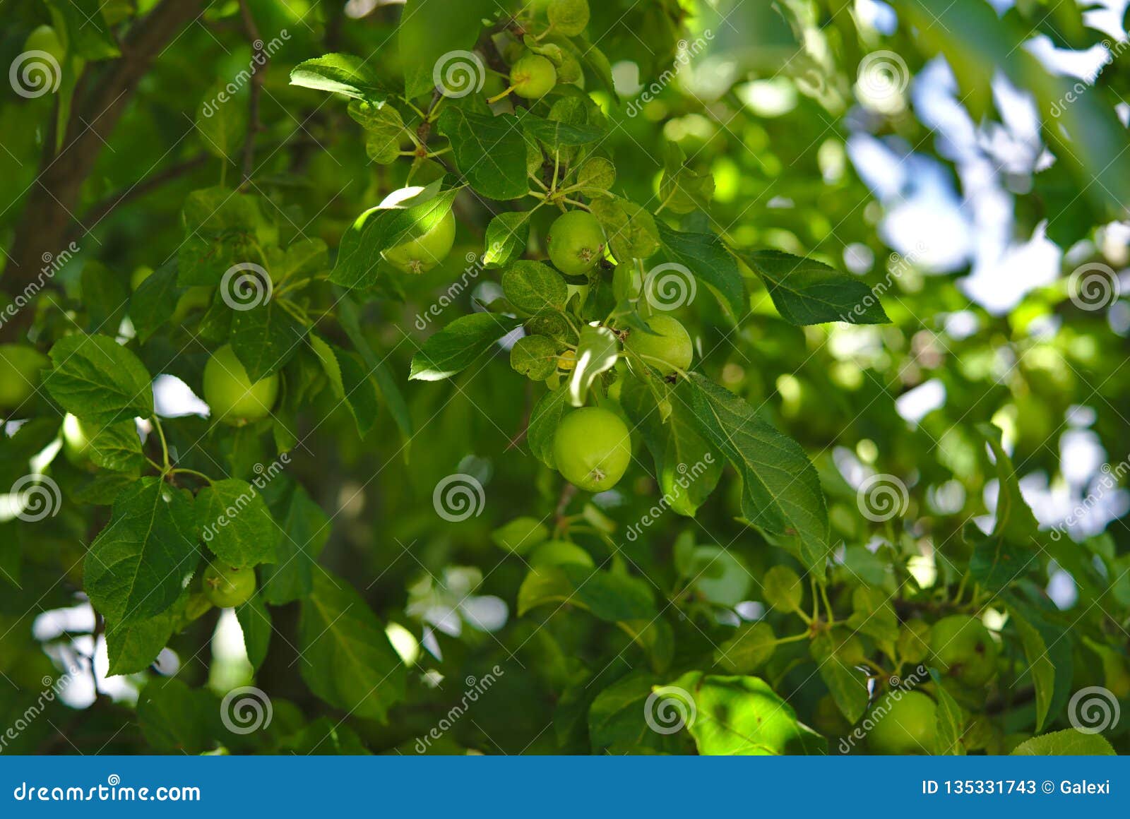 Green Apple Tree with Lots of Apples Growing Stock Image - Image of ...
