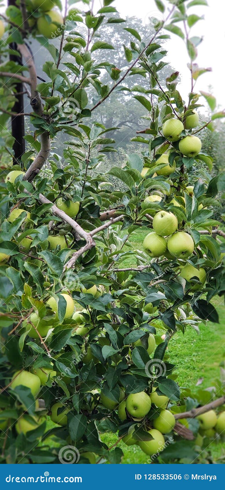 Green apple tree in Ohio stock photo. Image of healthy - 128533506