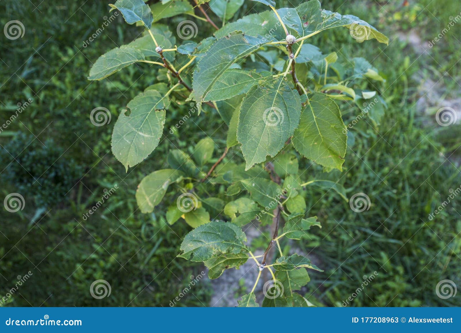 Green apple tree seedling stock image. Image of life - 177208963