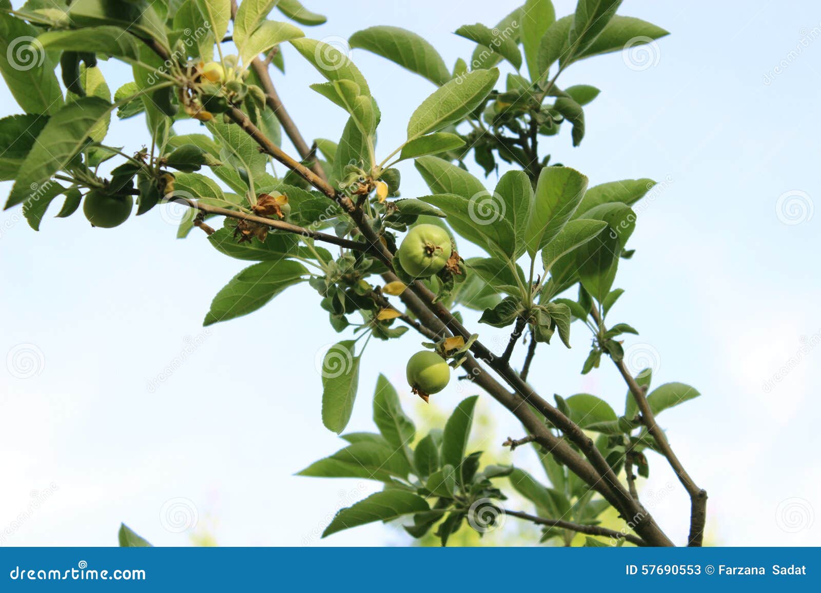 Green apple tree stock image. Image of nature, apple - 57690553