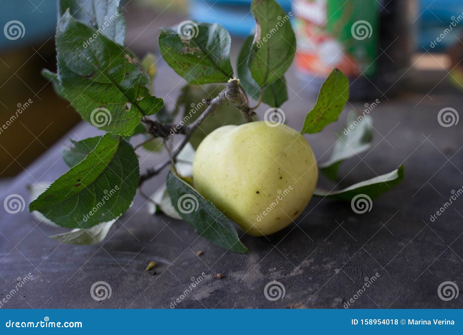 Green apple on a twig stock photo. Image of harvest - 158954018