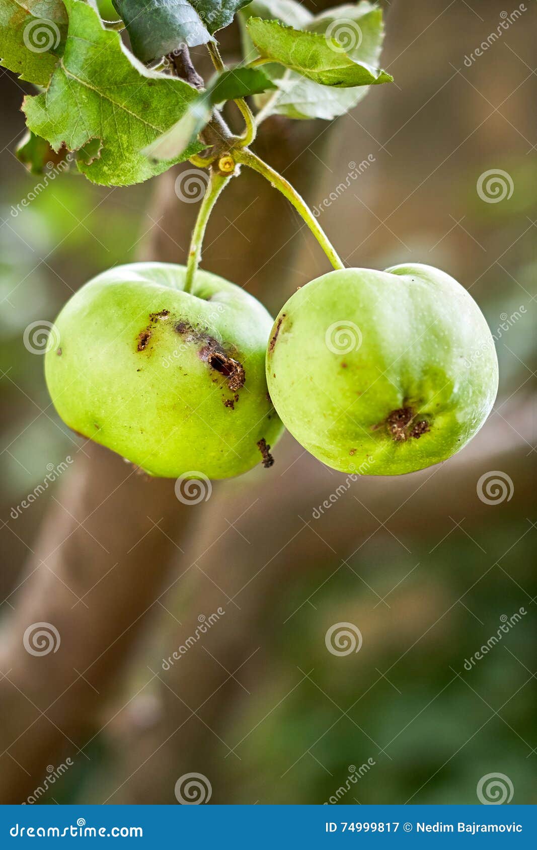 253 Apple Worm Hole Photos - Free & Royalty-Free Stock Photos from ...