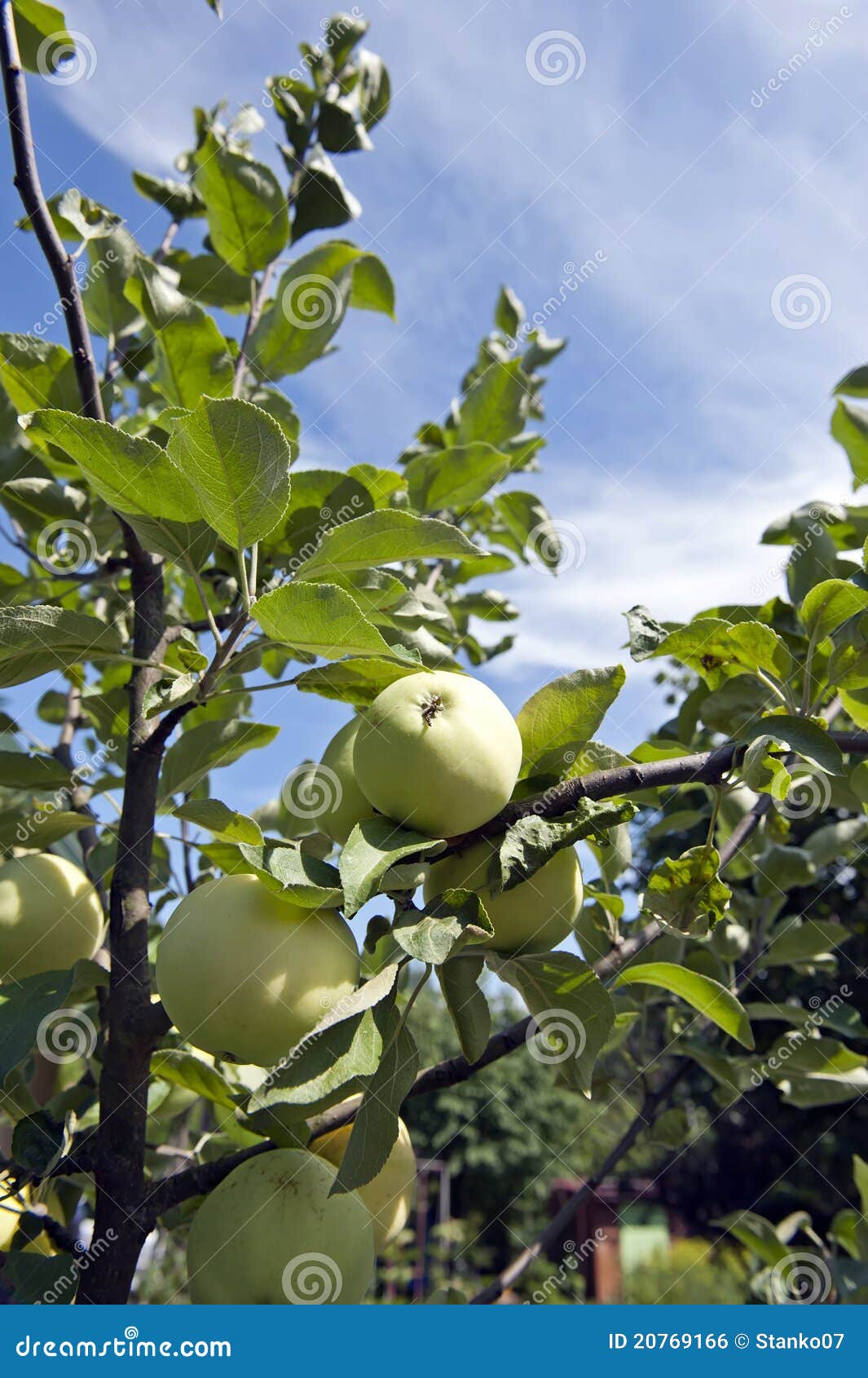 Green Apples Picture. Image: 20769166