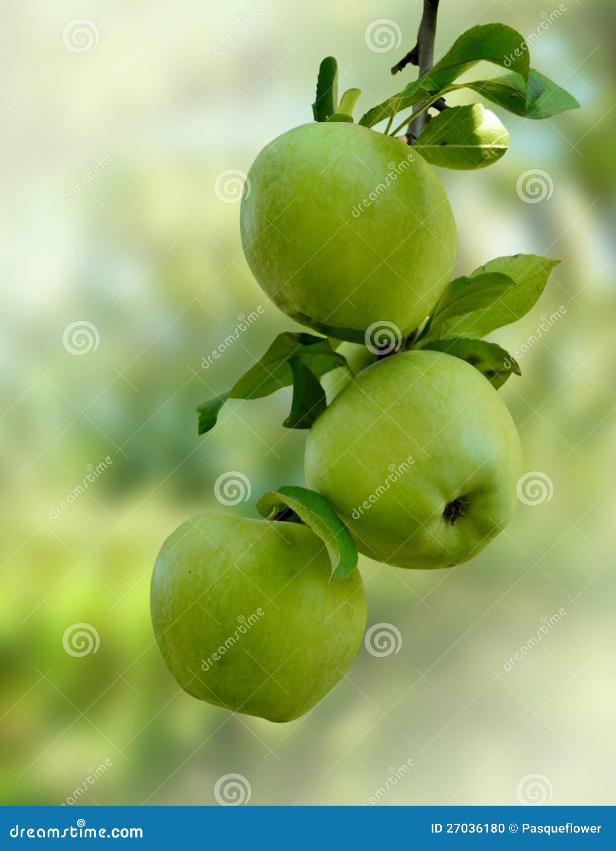 Green apples stock photo. Image of organic, nature, plant - 27036180