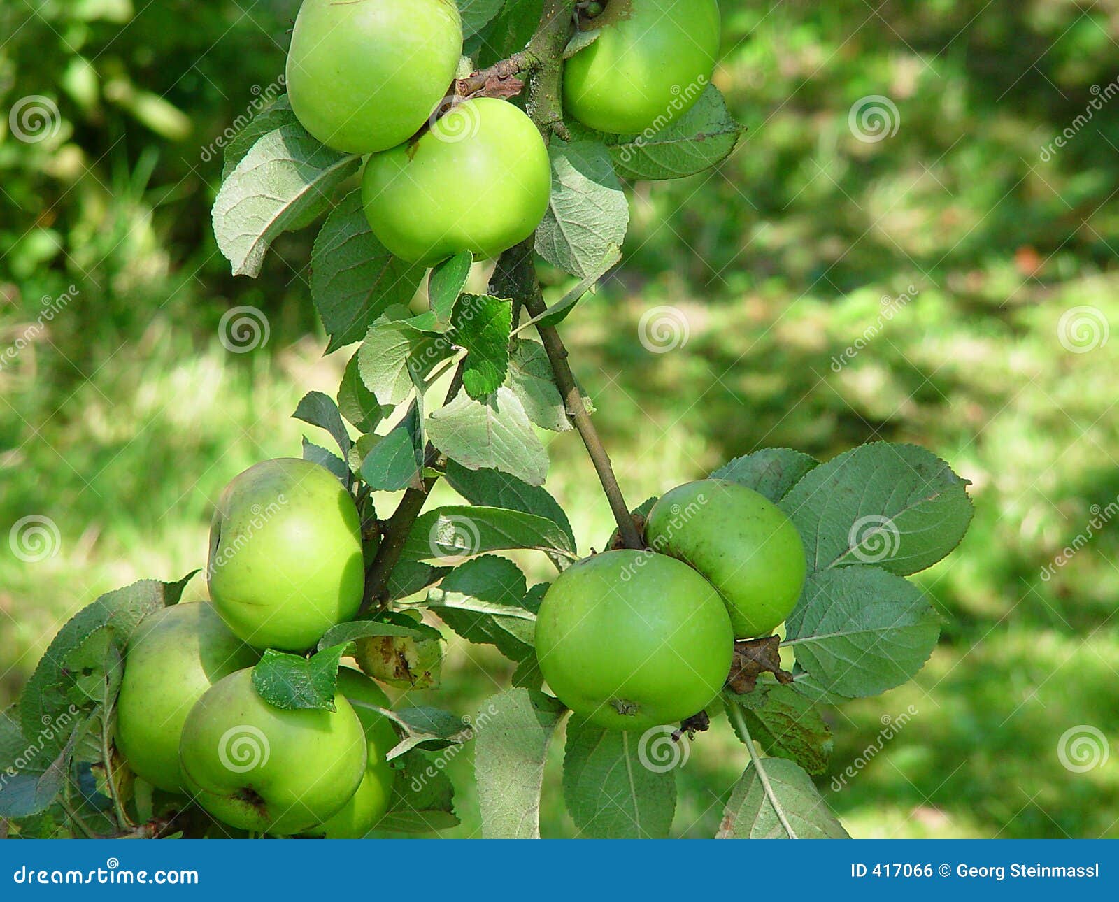 Green apples stock photo. Image of natural, nature, harvest - 417066