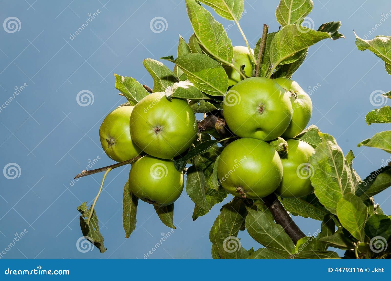 Green apples stock photo. Image of bunch, green, leaf - 44793116