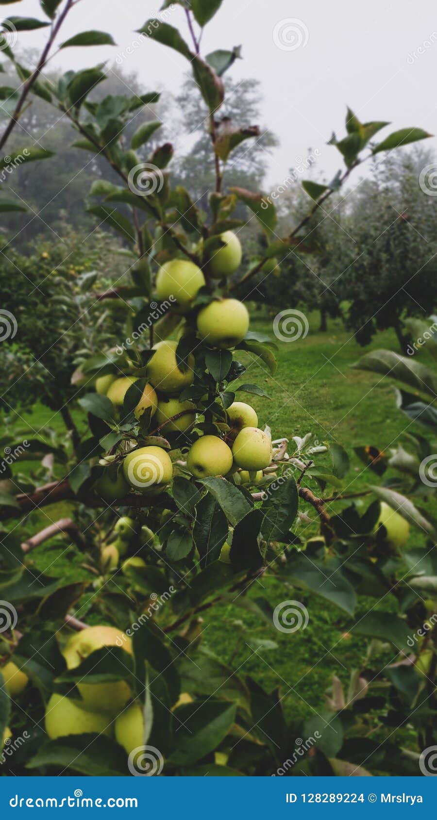 Green apple tree in Ohio stock photo. Image of apple - 128289224