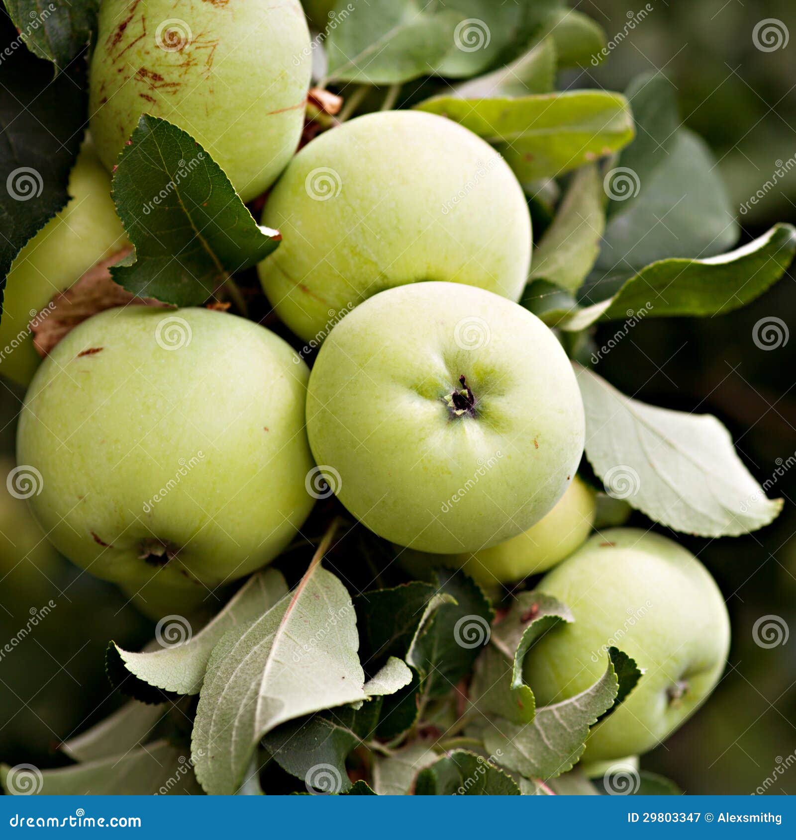 Green Apples on Apple-tree Branch Stock Image - Image of orchard, apple ...