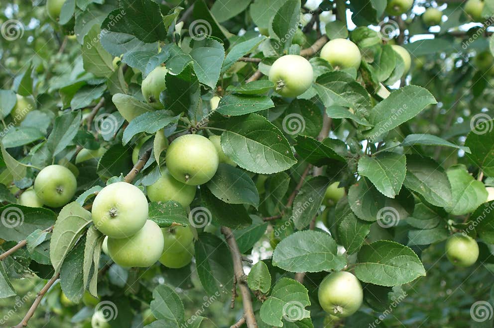 Green Apples on Apple-tree Closeup Stock Photo - Image of yellow ...