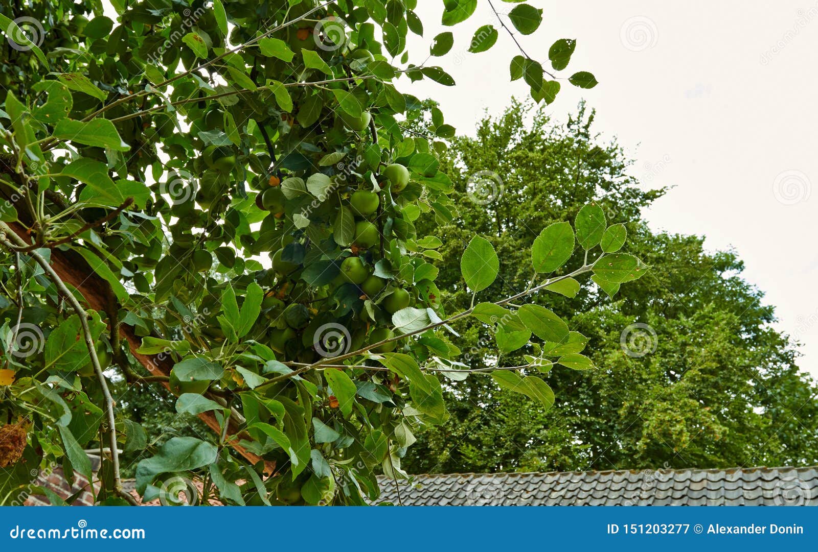Green Apples on a Branch of an Apple Tree. Netherlands, July Stock ...