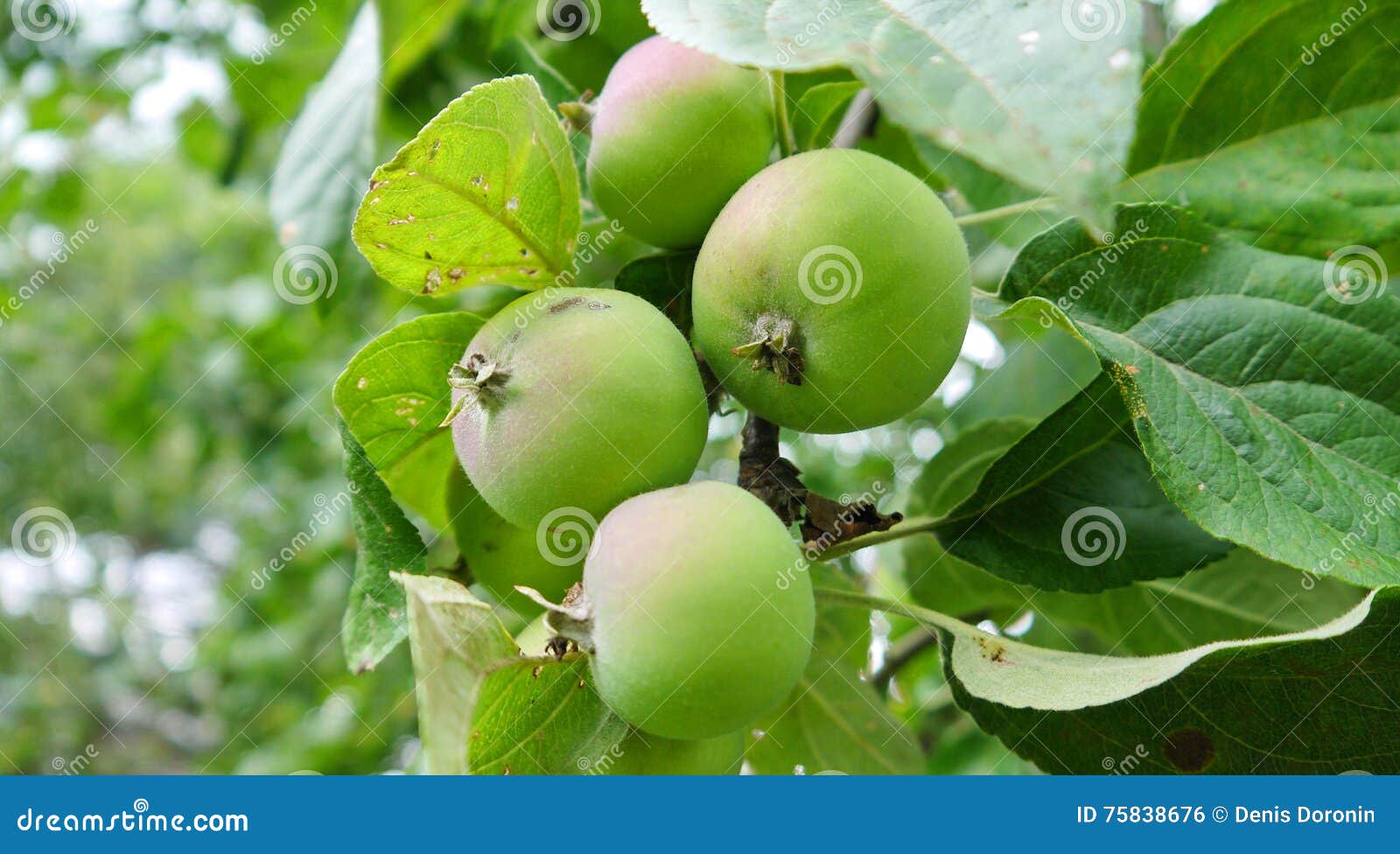 Green Apples on Branch Unripe Stock Photo - Image of natural, unripe ...