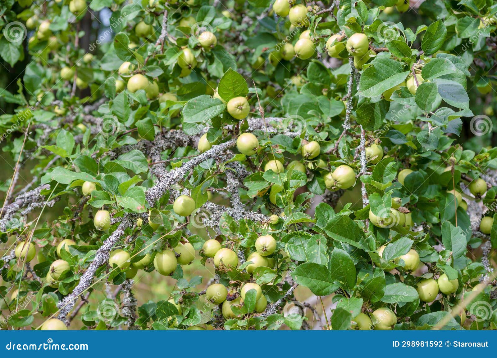 Green Apples on the Branches of Wild Maple Trees Stock Photo - Image of ...