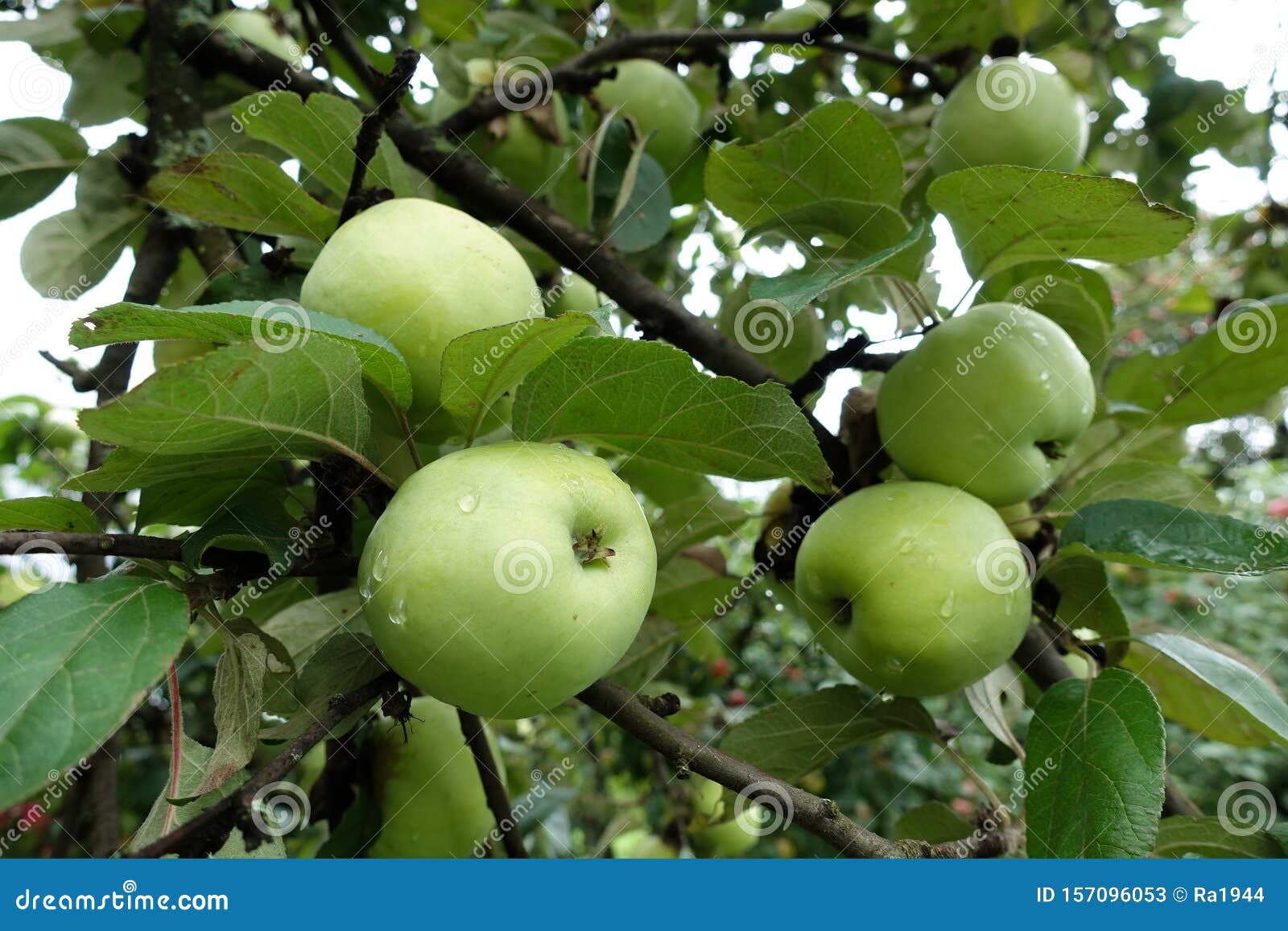 Green Apples Covered with Drops after Rain on an Apple Tree Branch ...