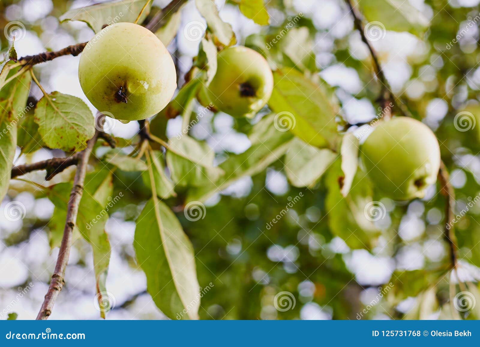 Apples hanging on tree stock photo. Image of apple, crop - 125731768