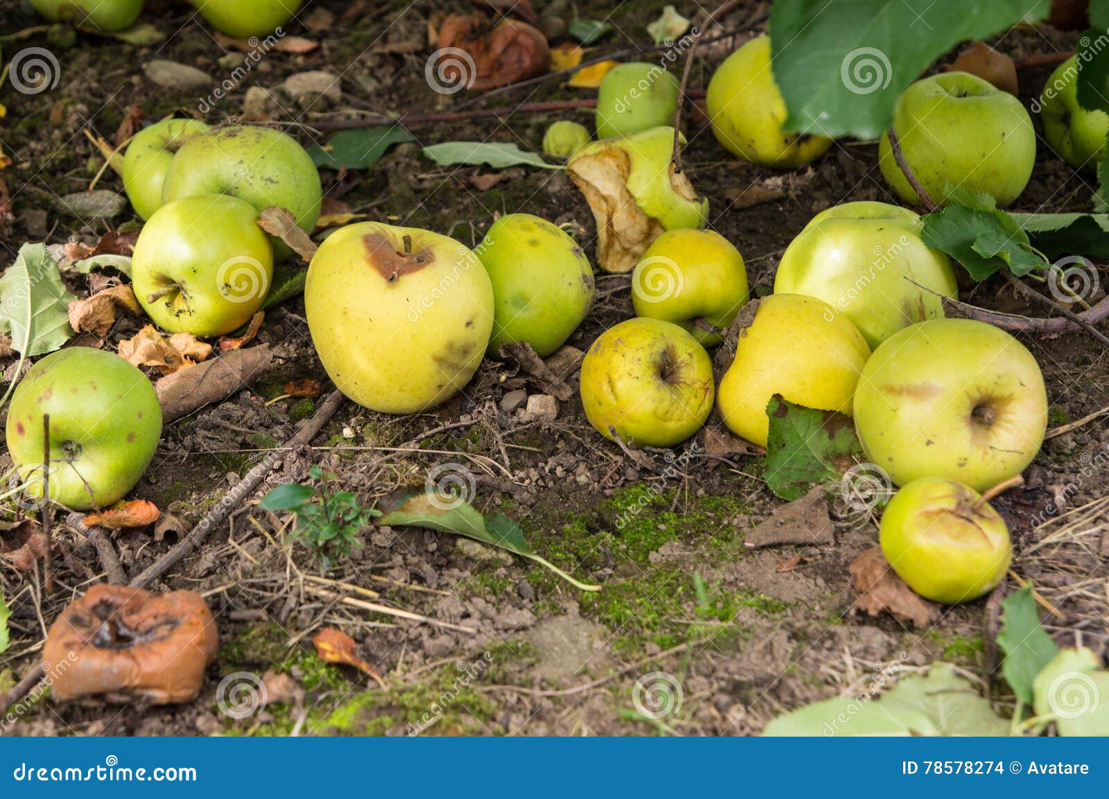 Green apples on the floor stock photo. Image of branch - 78578274