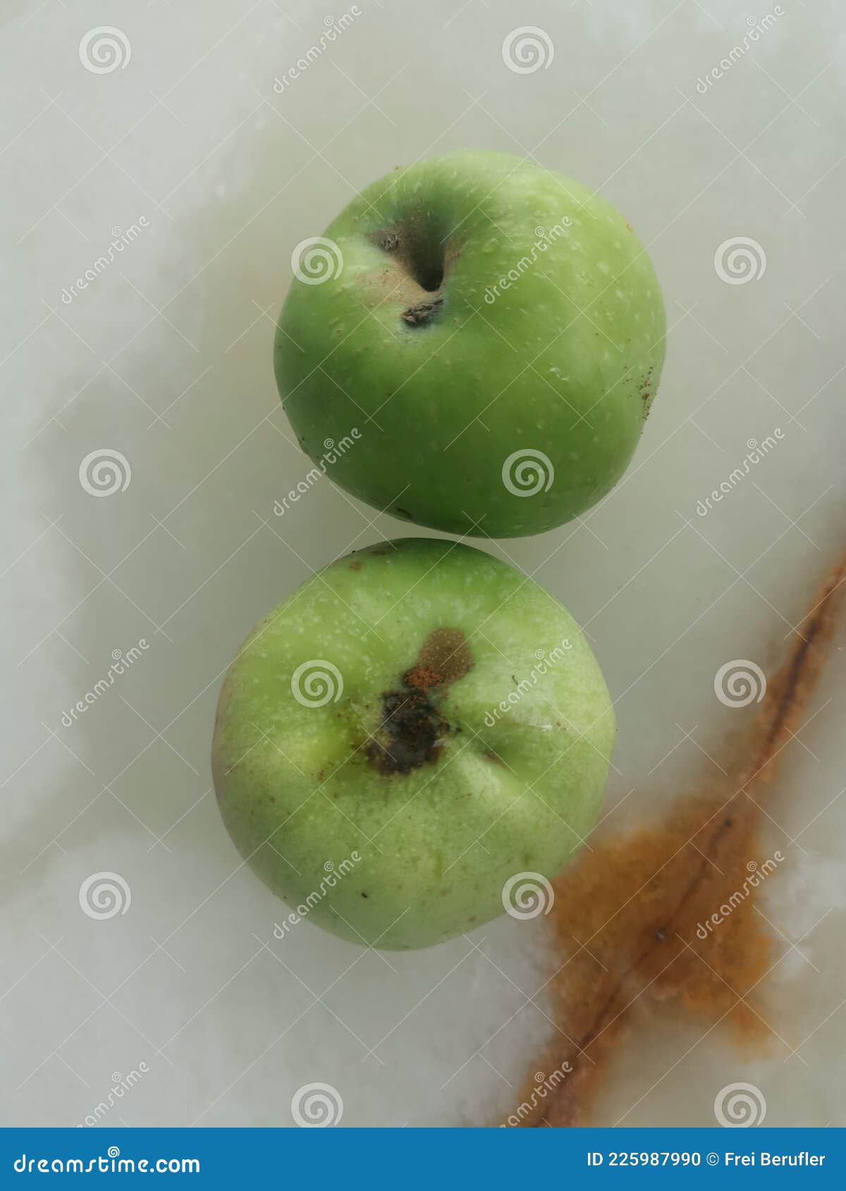 Green Apples Fresh from the Tree are Not yet Fully Ripe Stock Photo ...