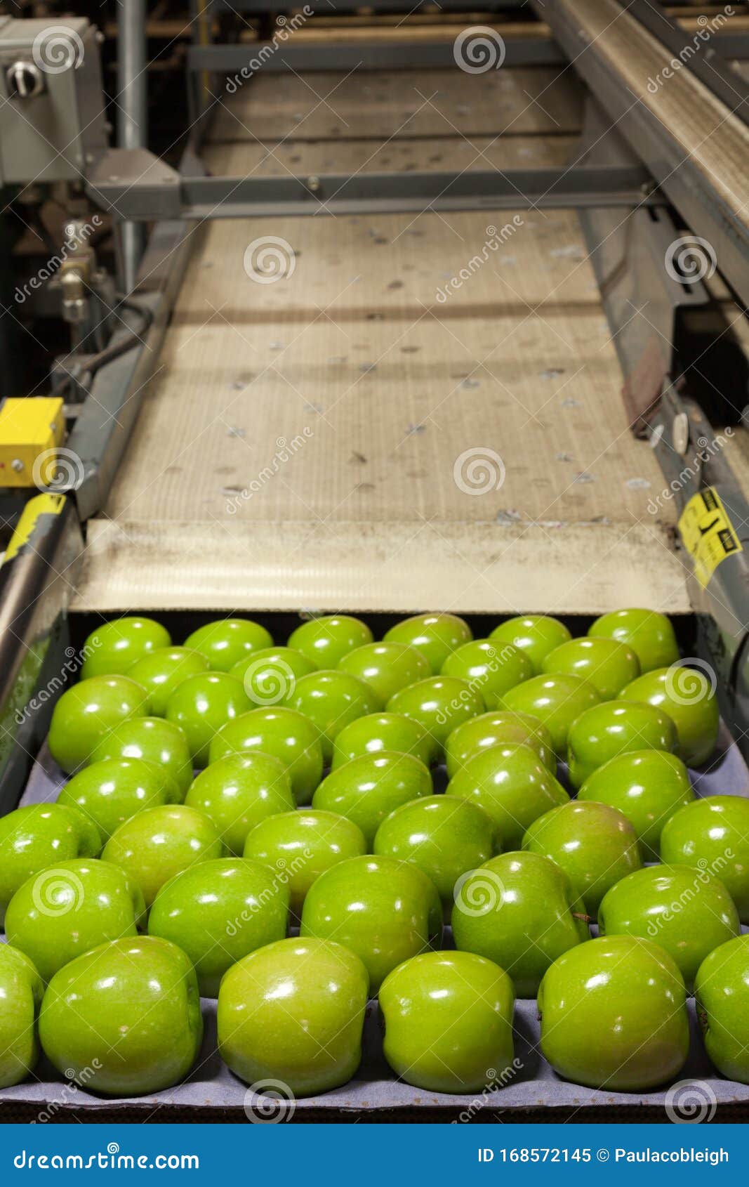 Green Apples in a Fruit Packaging Warehouse Stock Image - Image of ...