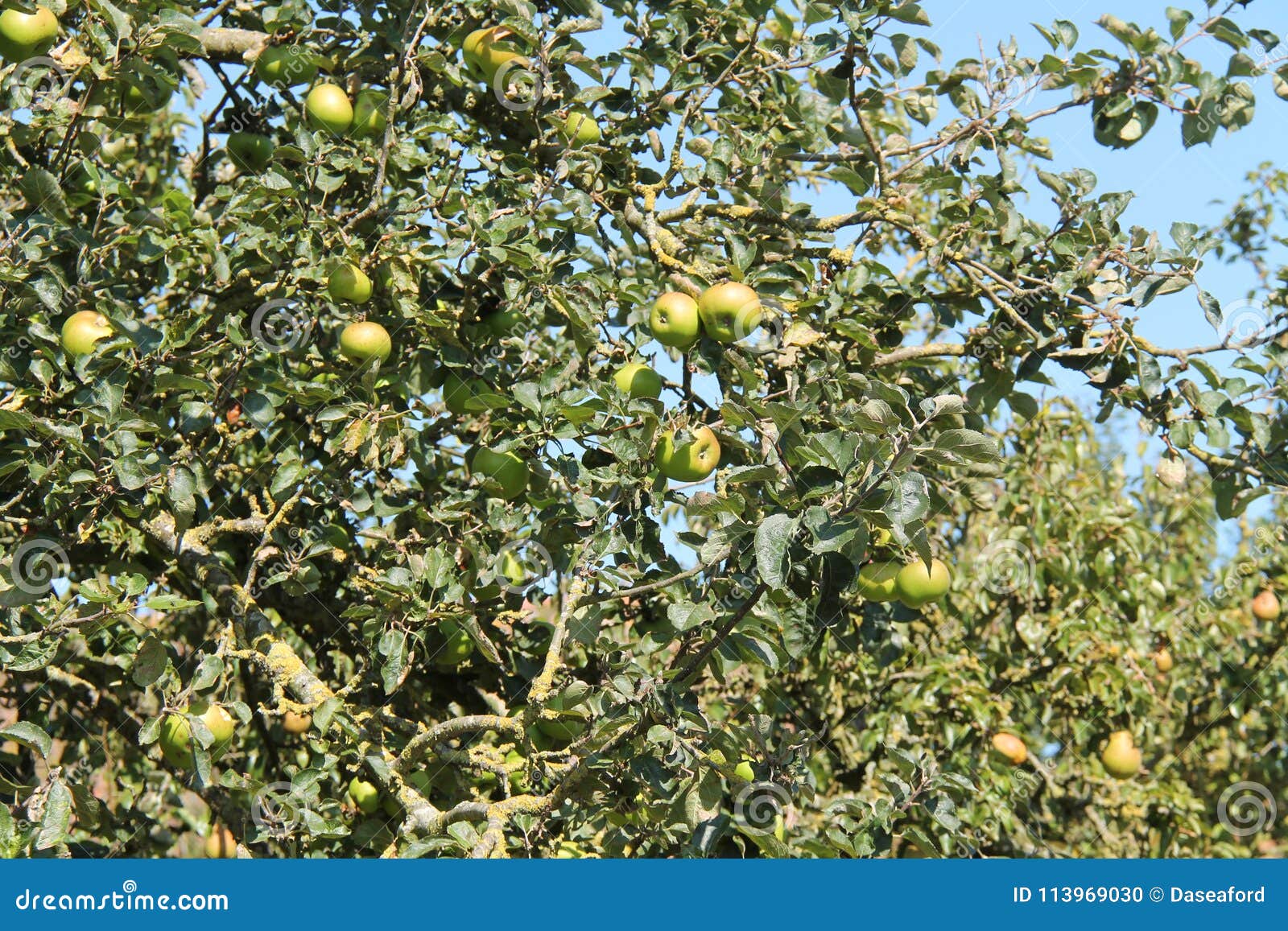 Orchard Fruit Tree. stock photo. Image of growing, nature - 113969030