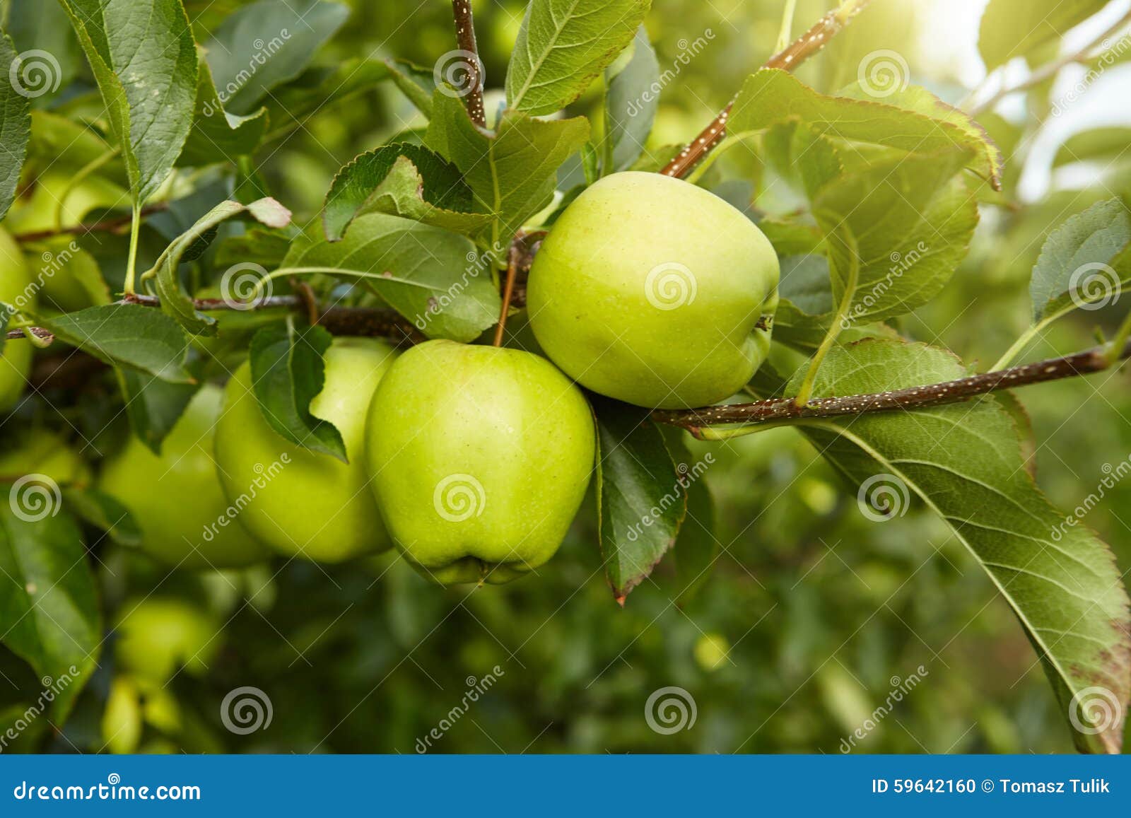Green apples stock photo. Image of delicious, apples - 59642160