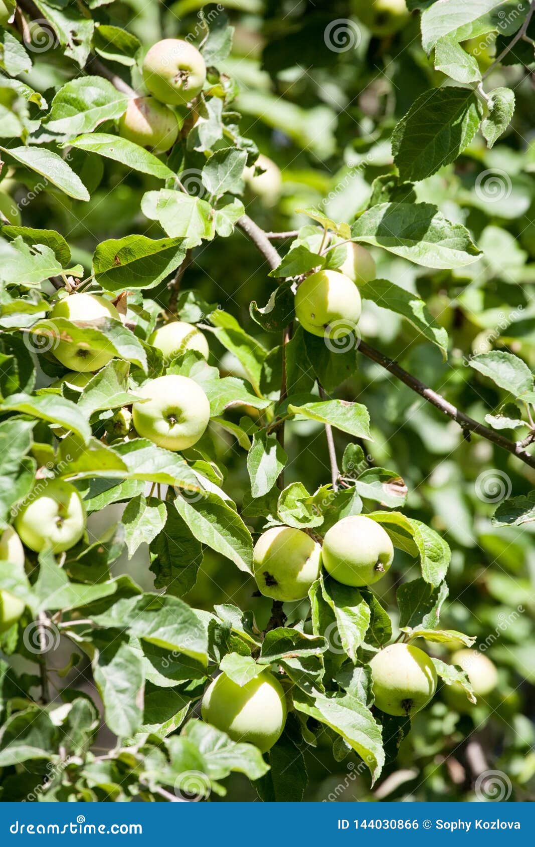 Green Apples on Orchard Tree Branches Pattern Closeup Stock Photo ...