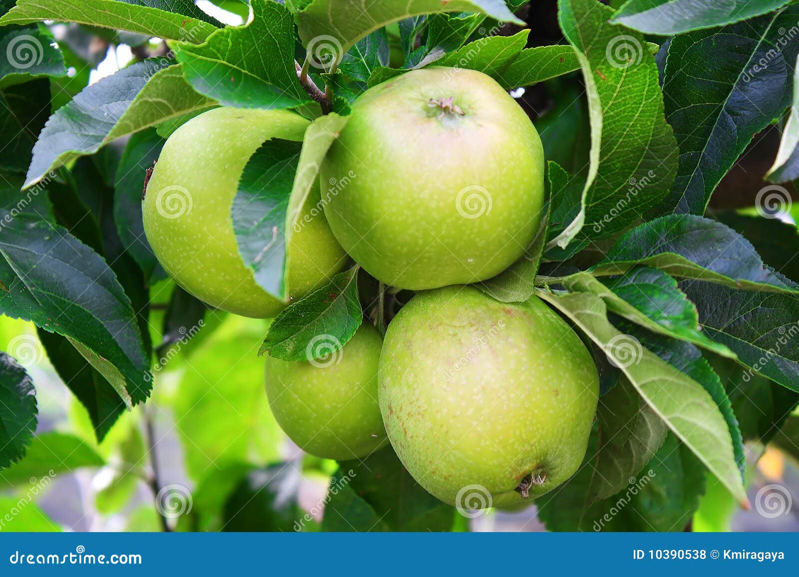 Green apples in a tree stock photo. Image of drop, health - 10390538