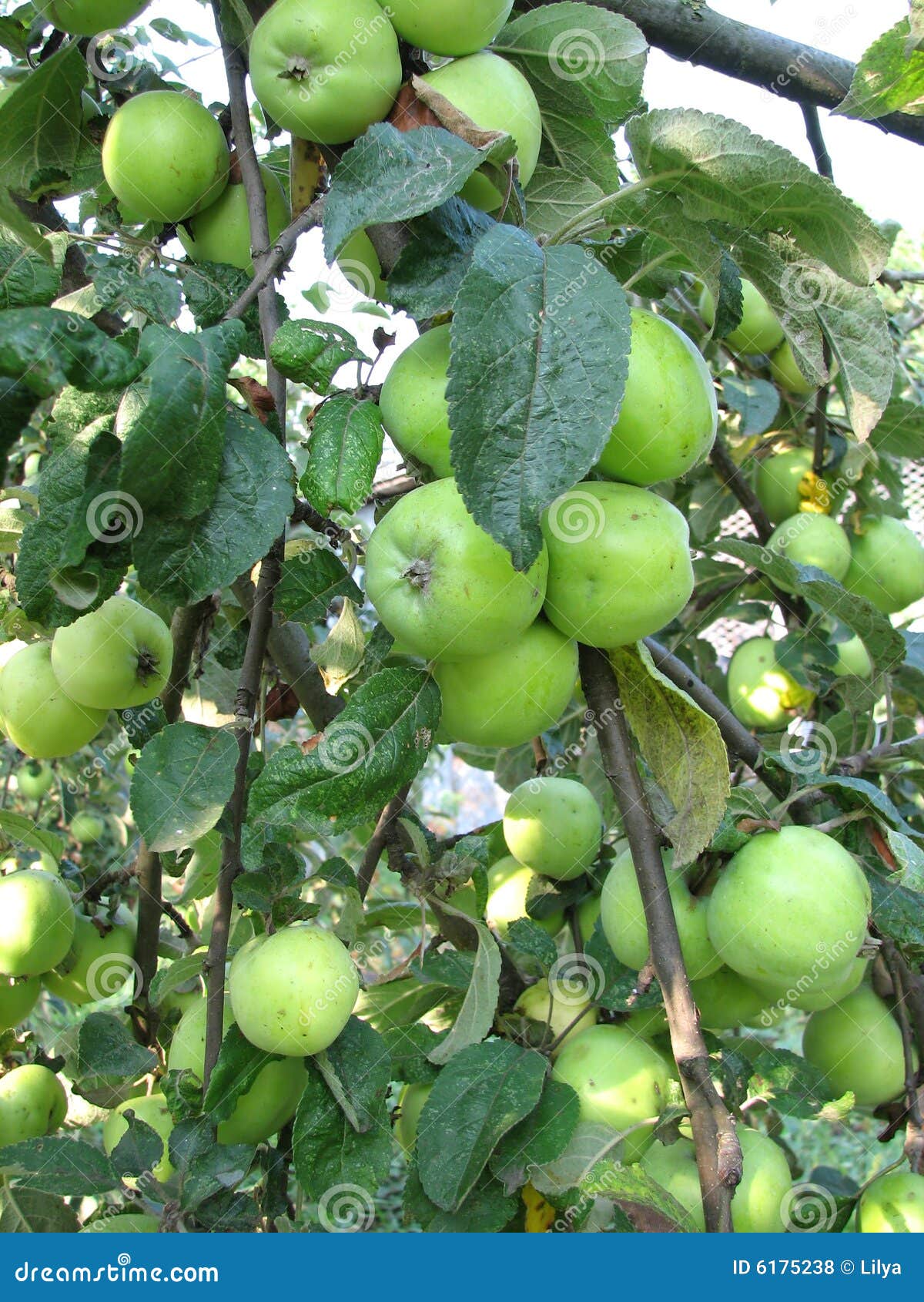 Green apples on tree stock photo. Image of garden, green - 6175238
