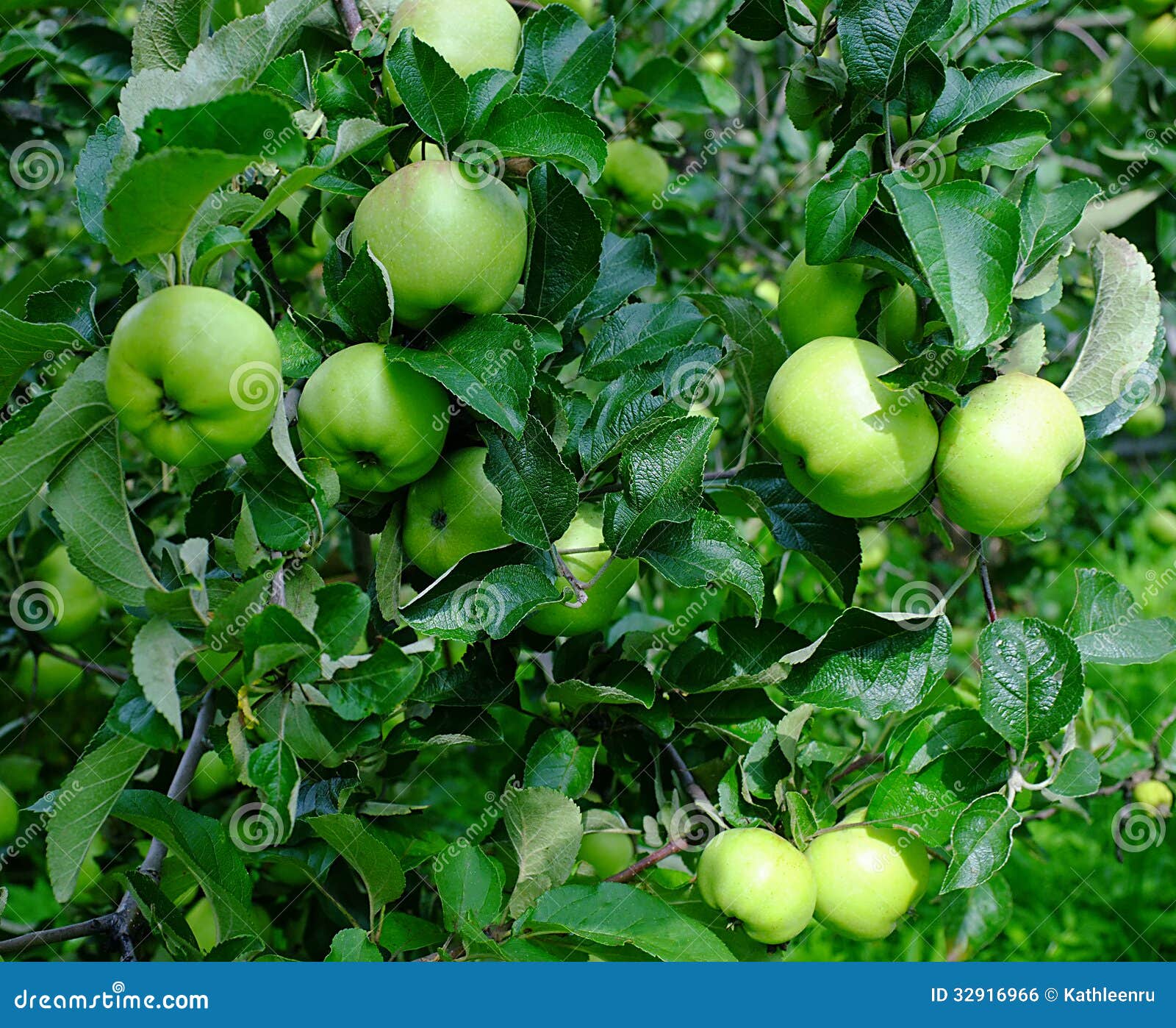 Green apples on the tree stock photo. Image of appletree - 32916966