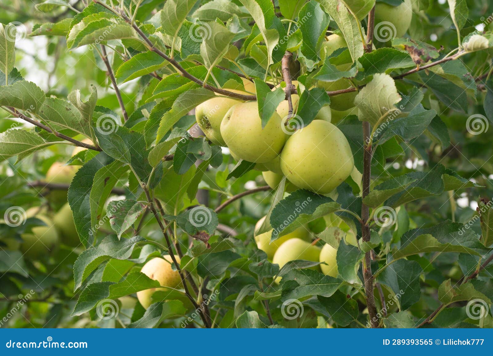 Green Apples on a Tree Branch Stock Image - Image of tree, apple: 289393565