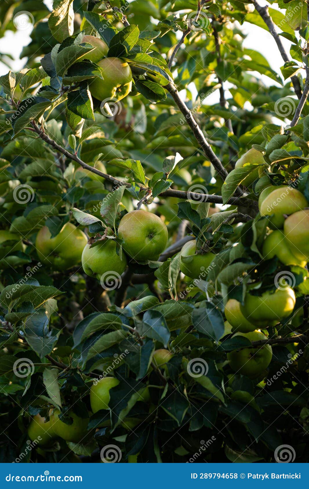 Green Apples on Tree Branch Stock Photo - Image of grove, produce ...