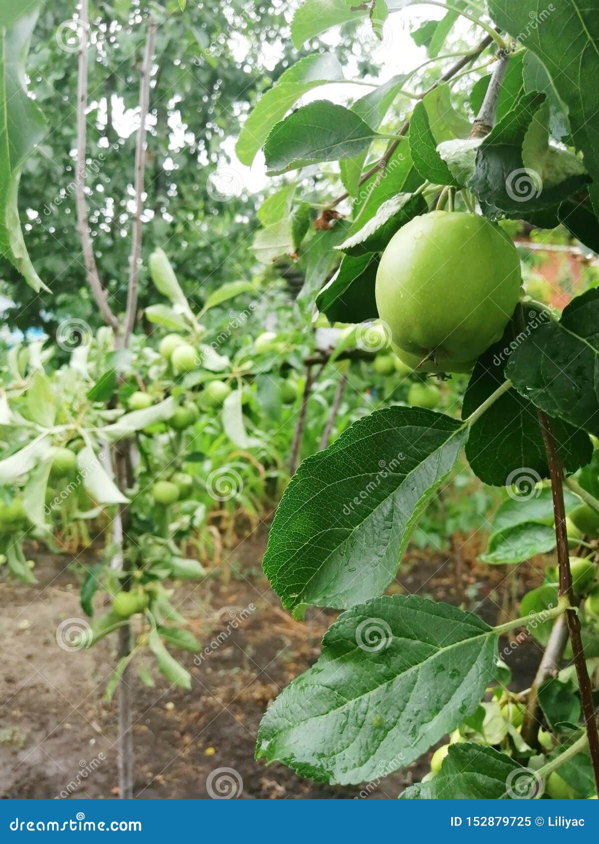 Green apples on the tree stock image. Image of malt - 152879725