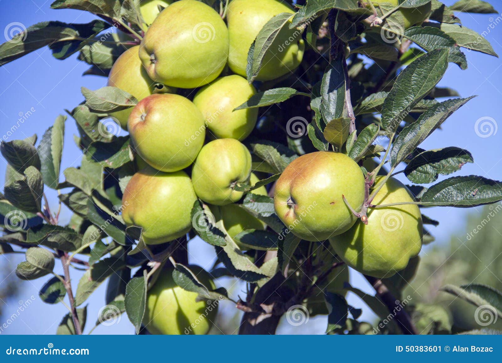 Green apples on the tree. stock image. Image of branch - 50383601