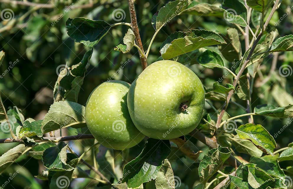 Green apples stock photo. Image of outdoors, stem, orchard - 287876142