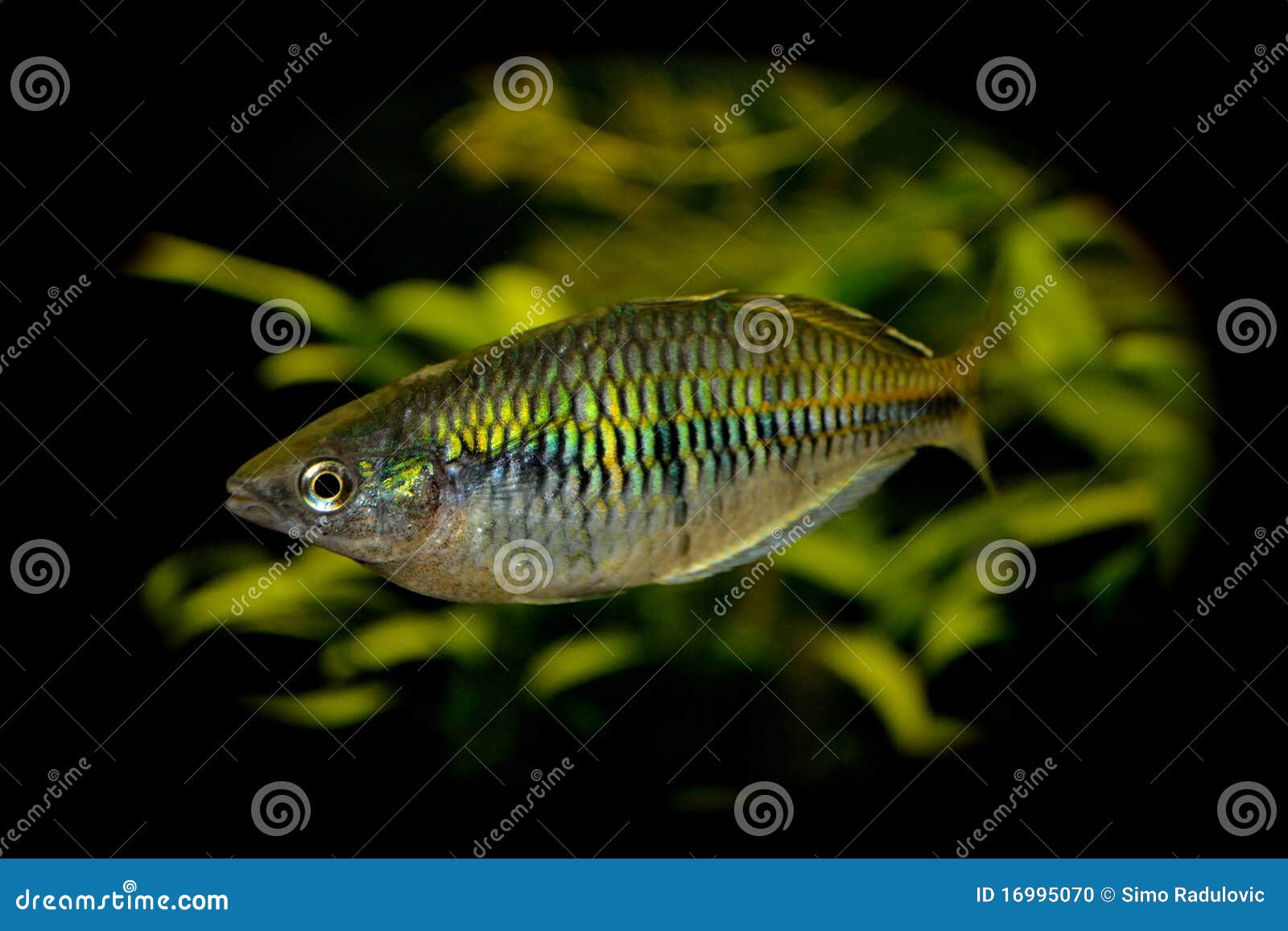Green aquarium fish stock photo. Image of natura, fauna - 16995070