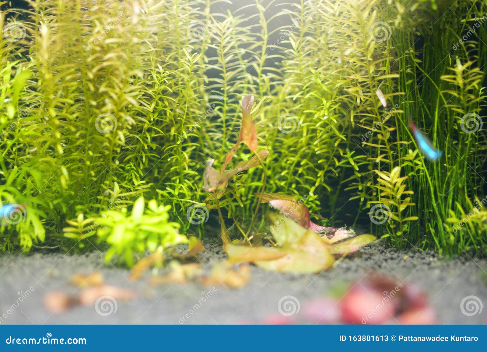 Green Aquatic Plant Aquarium with Blurred Fish on Foreground ...