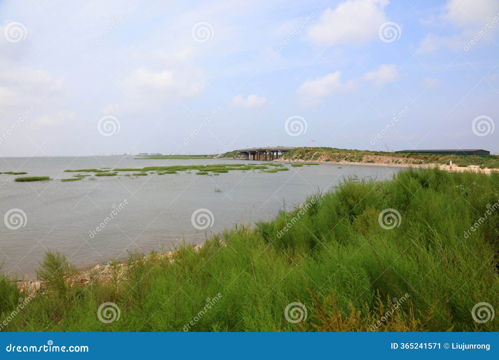 Green Among Aquatic Plants Texture Background Stock Photography ...