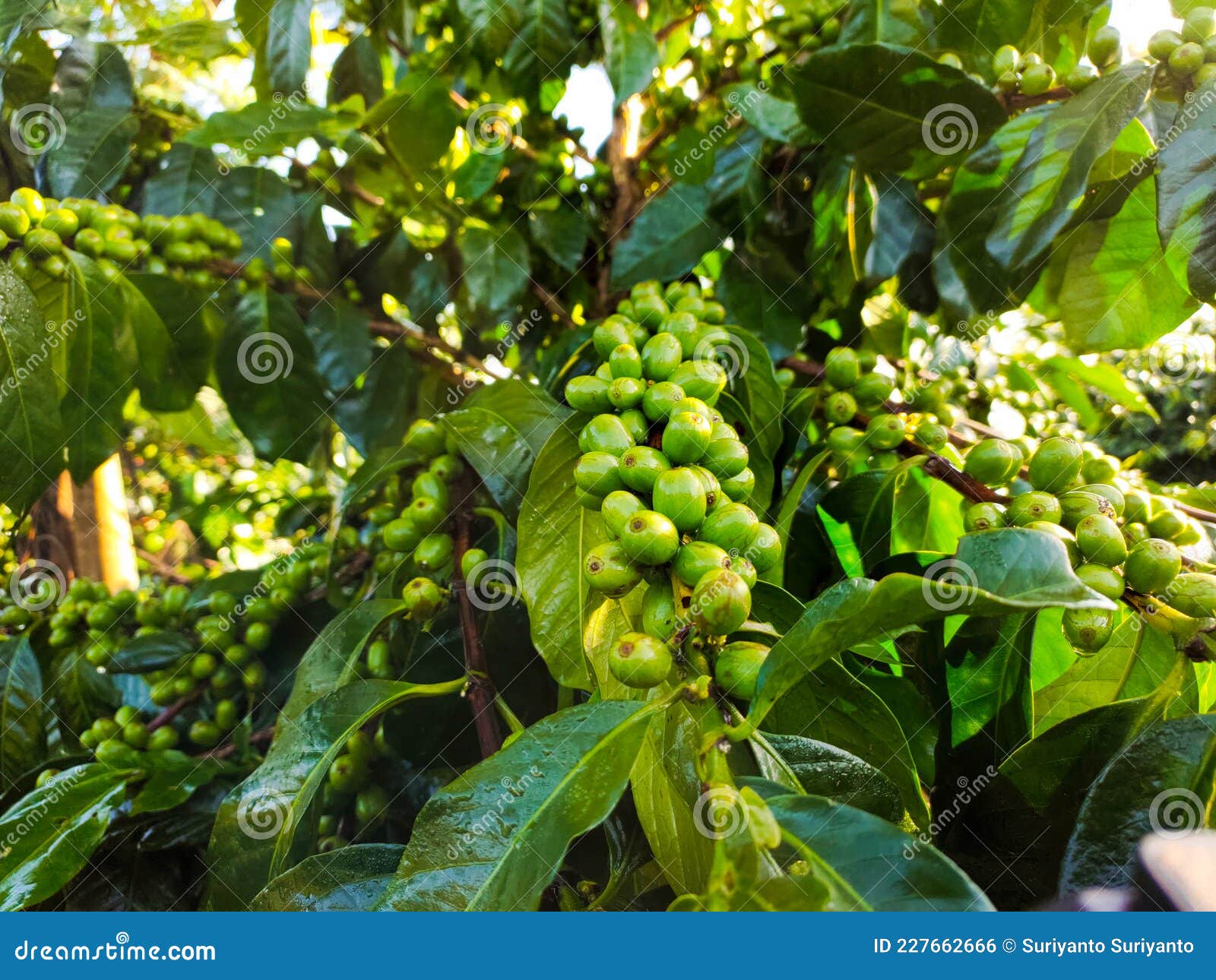 Green Coffee Cherry Still on the Tree Stock Photo - Image of coffee ...