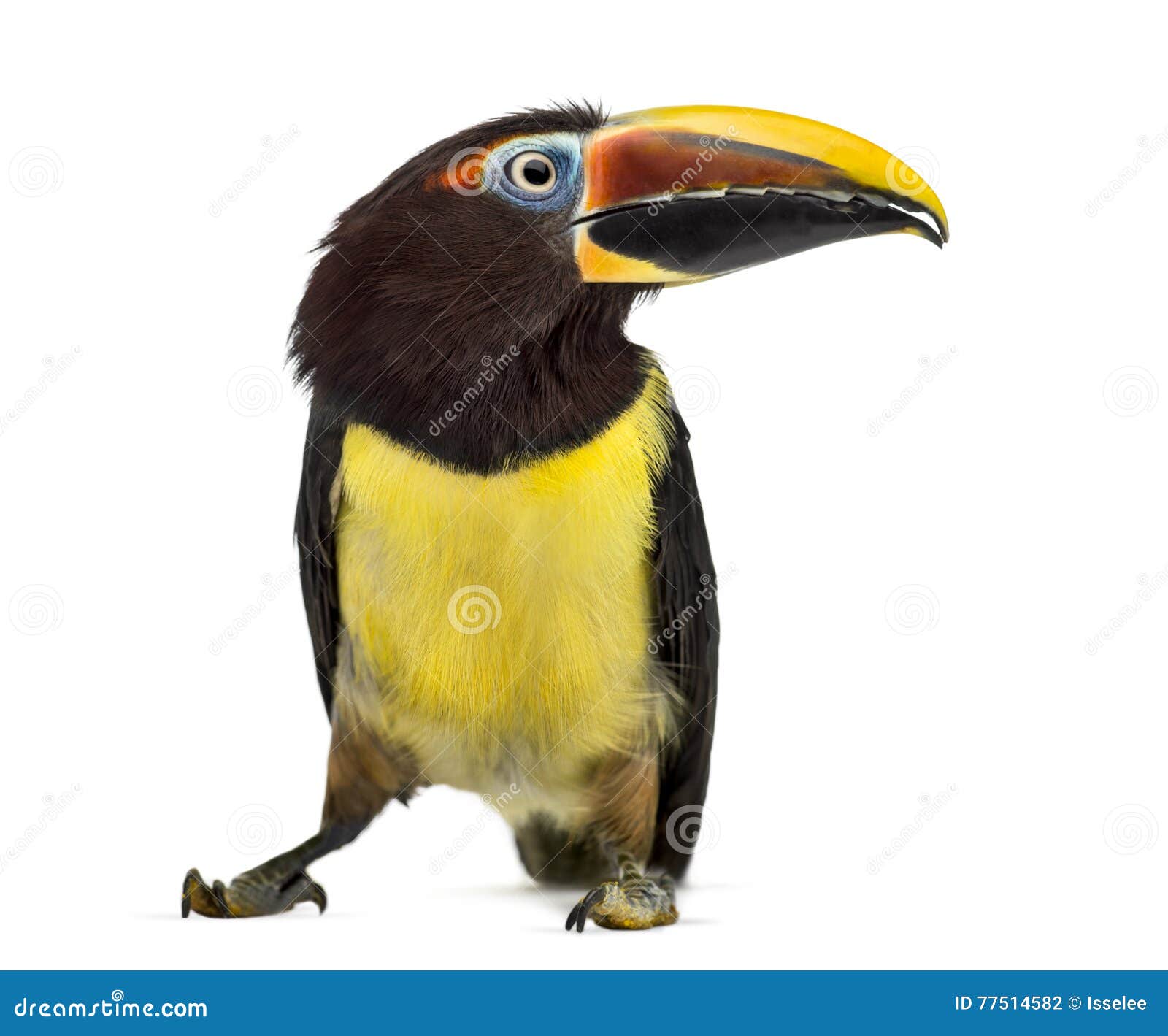 Green Aracari Opening His Beak Isolated On White Stock Photo ...