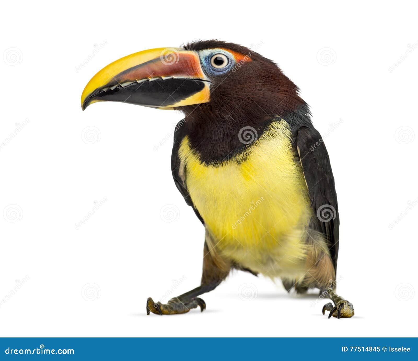 Green Aracari Opening His Beak Isolated On White Stock Photo ...