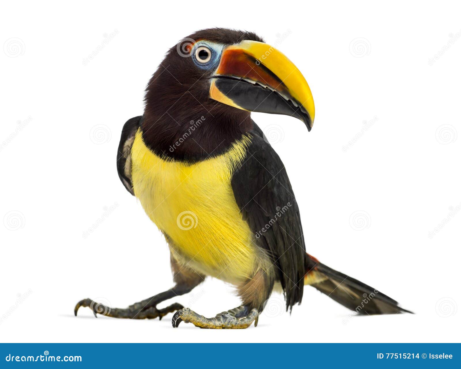 Green Aracari Isolated on White Stock Photo - Image of people, isolated ...