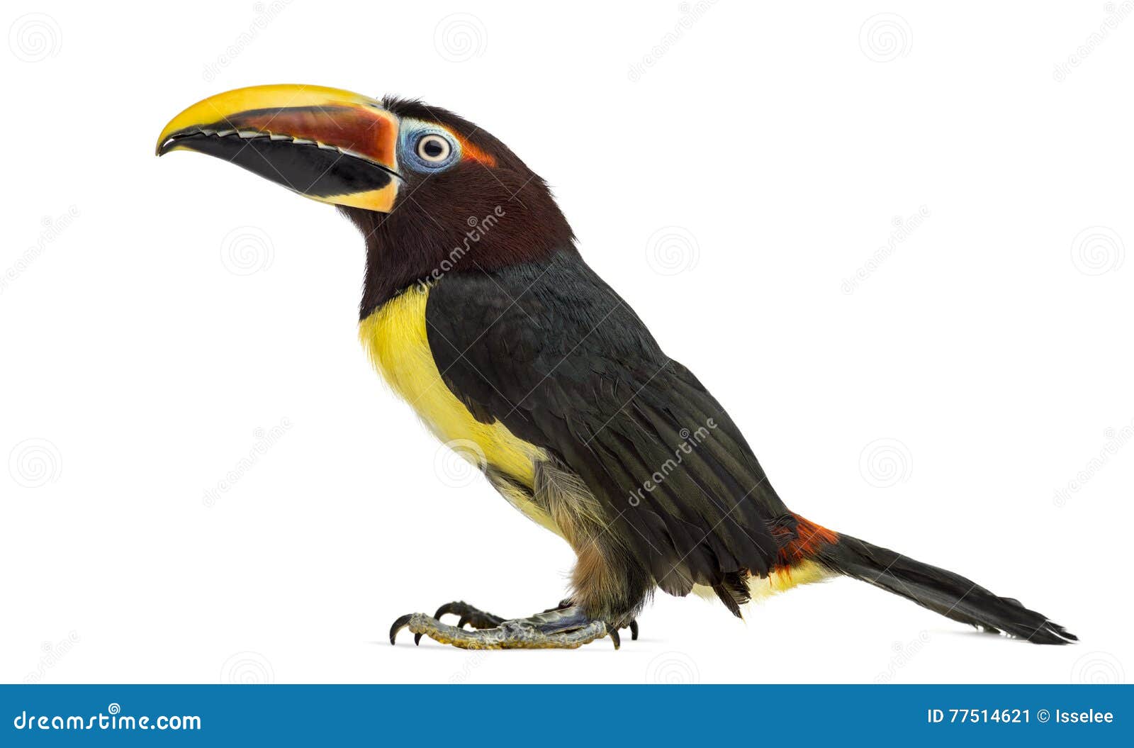 Green Aracari Opening His Beak Isolated On White Stock Photo ...