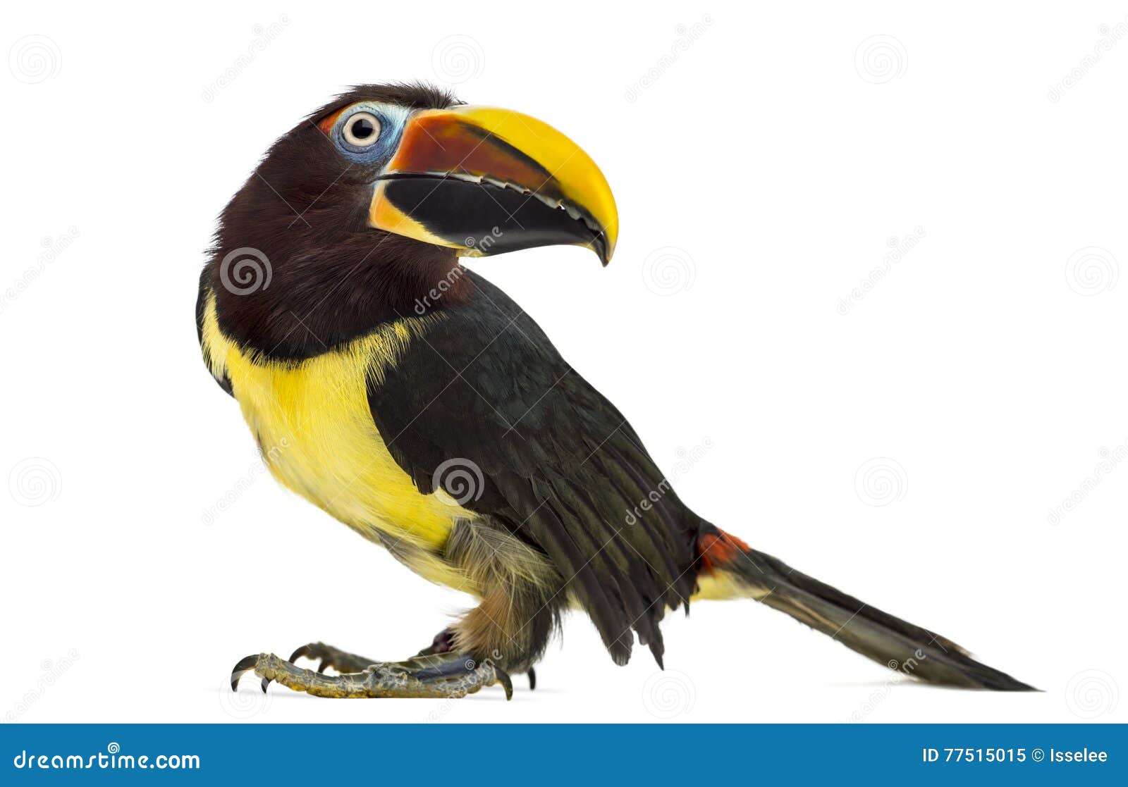 Green Aracari Opening His Beak Isolated On White Stock Photo ...