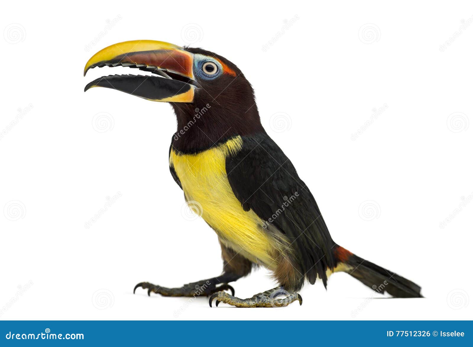 Green Aracari Opening His Beak Isolated On White Stock Photo ...