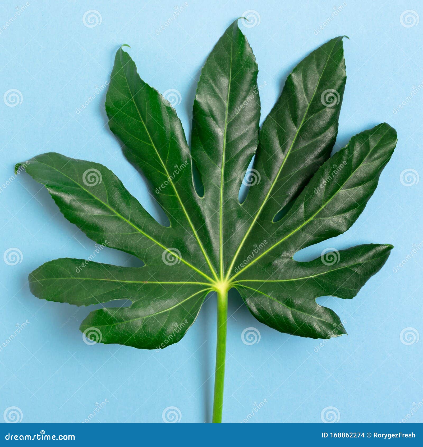 Green aralia leaf stock photo. Image of plant, trendy - 168862274