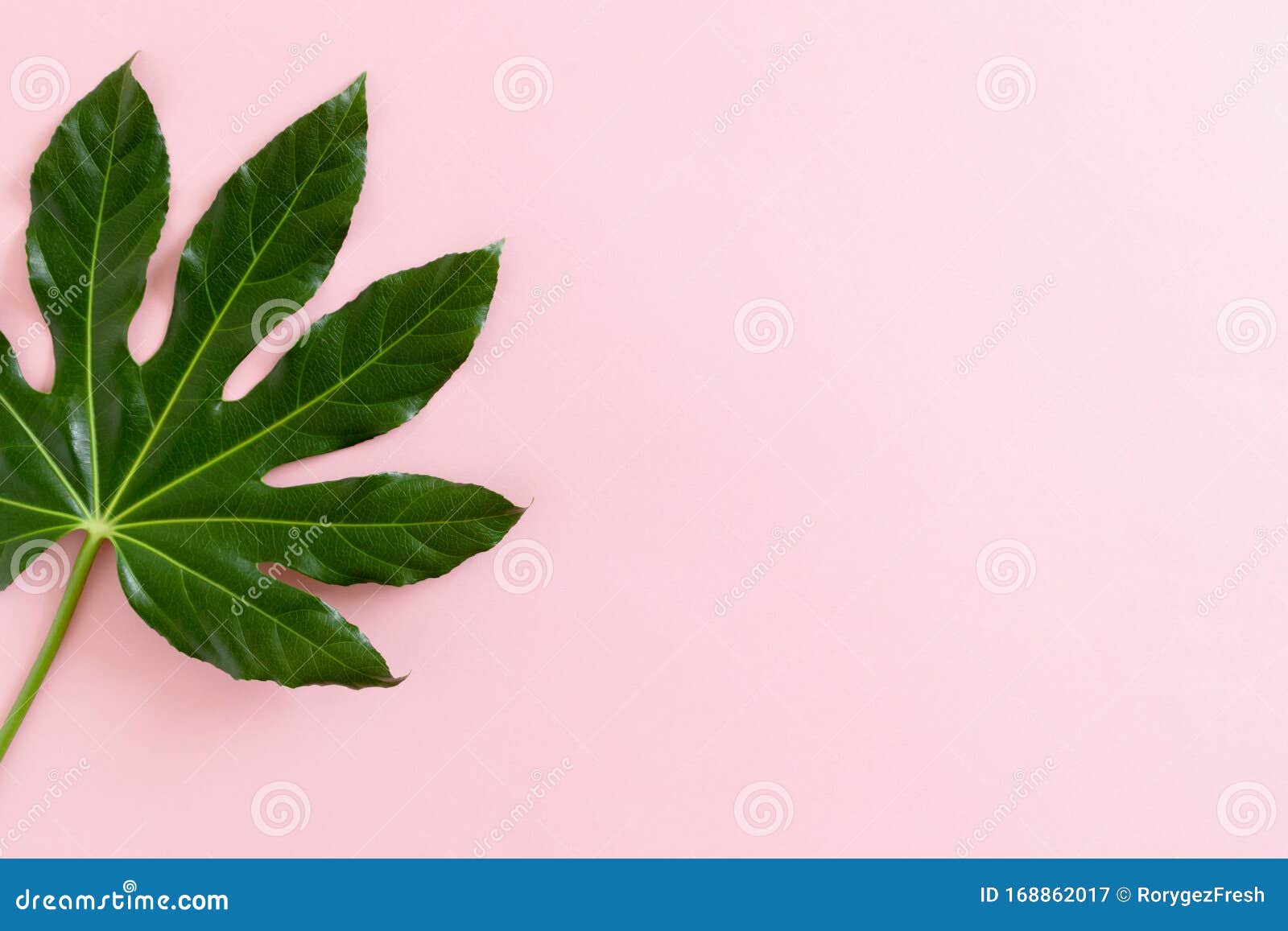 Green aralia leaf stock image. Image of fatsia, botany - 168862017