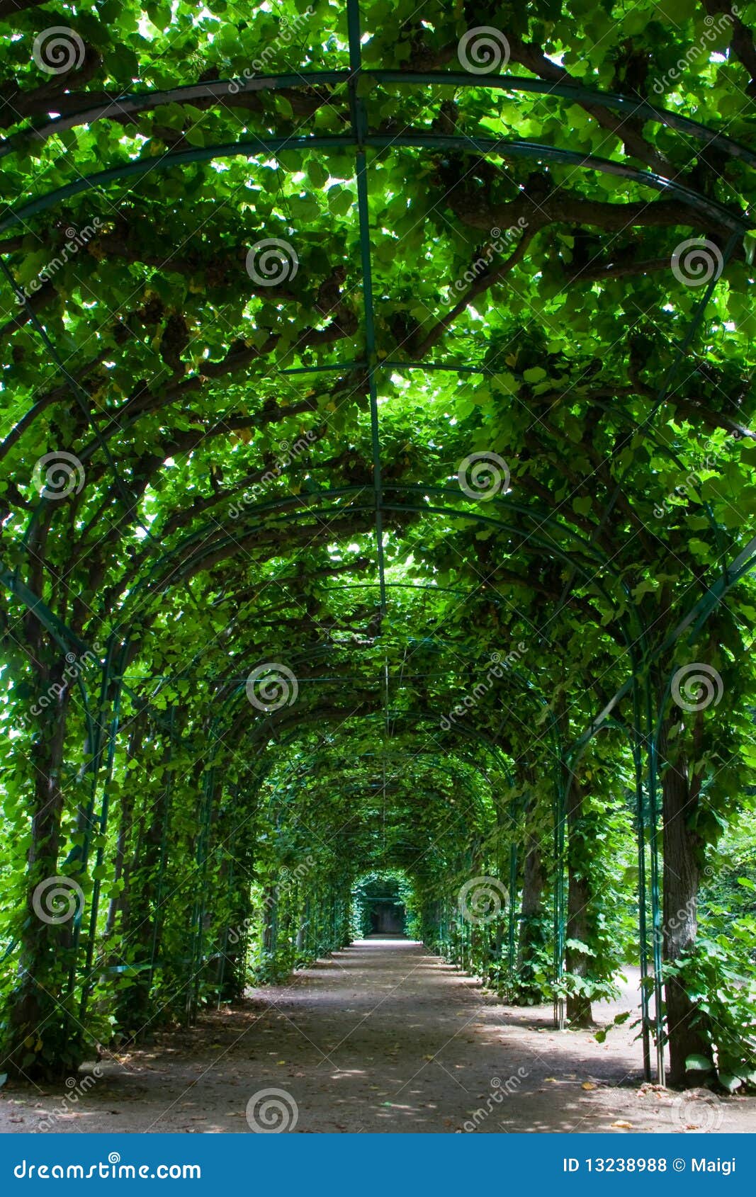 Green arbor stock photo. Image of branches, recess, outdoor - 13238988