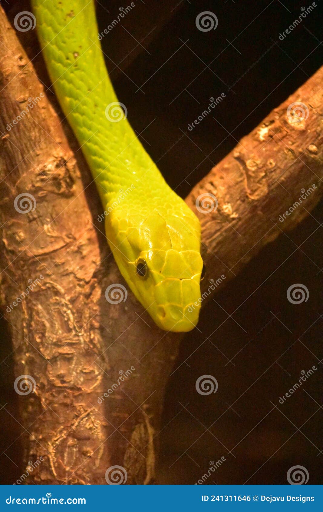 Green Arboreal Snake Sliding Down a Tree Trunk Stock Photo - Image of ...