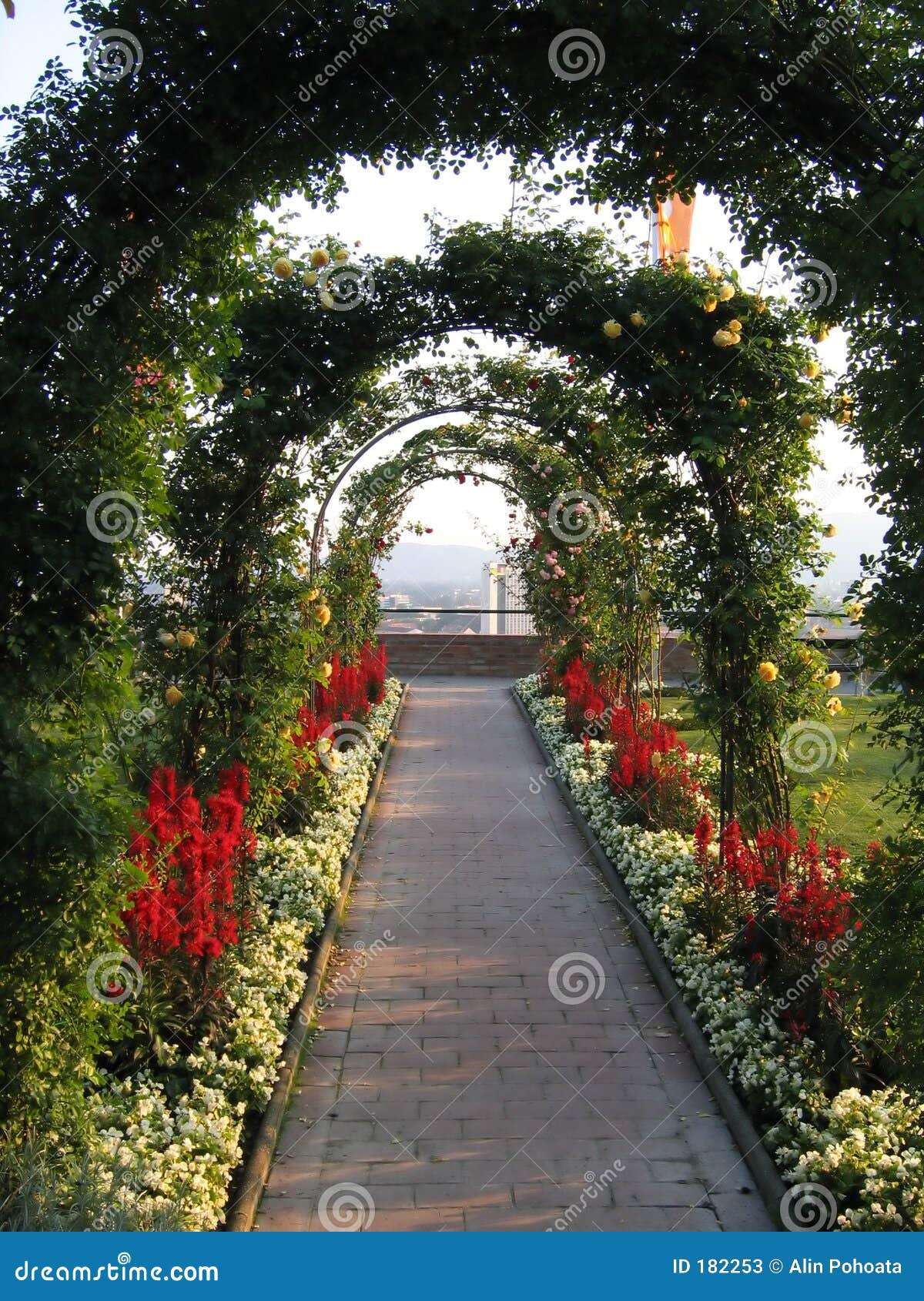 Green arch stock image. Image of wedding, roses, outdoor - 182253